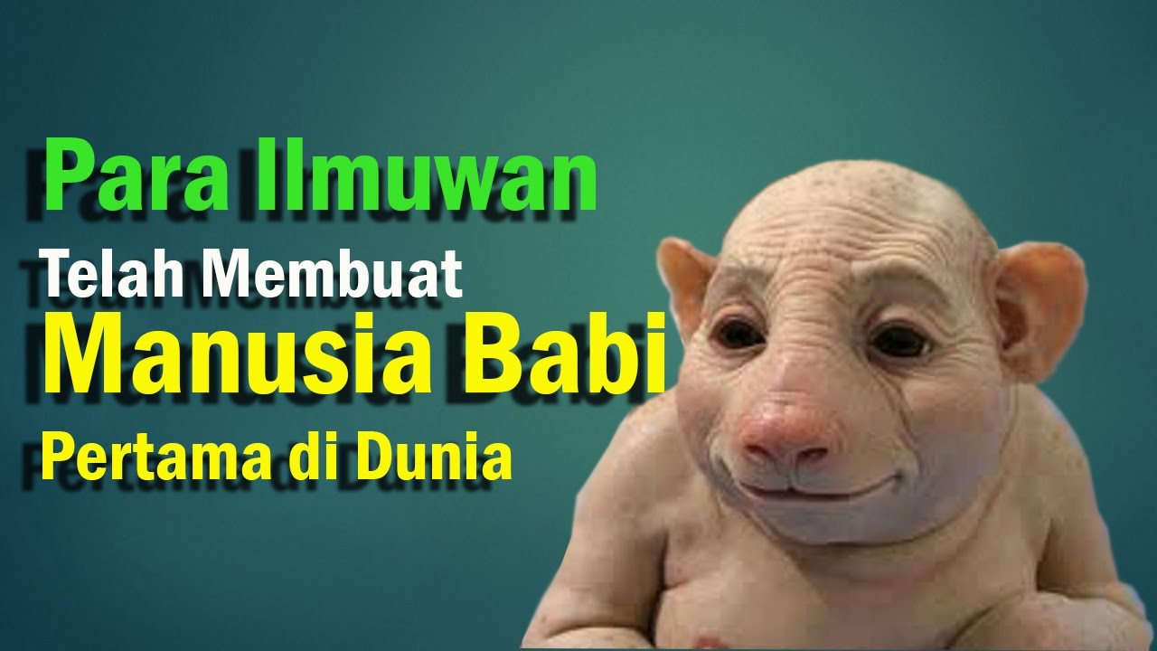 Para Ilmuwan Telah Membuat Manusia Babi Pertama di Dunia - YouTube