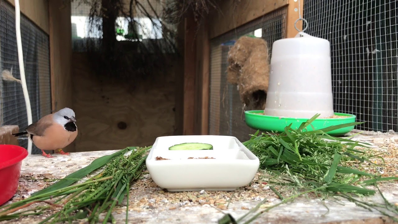 Parson Finches - YouTube