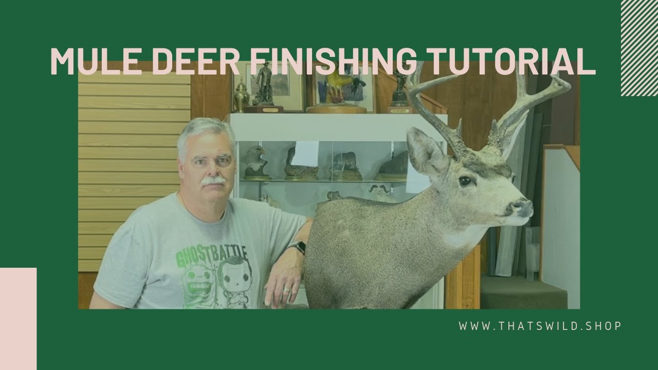 That’s Wild Taxidermy Mule Deer Finishing - YouTube
