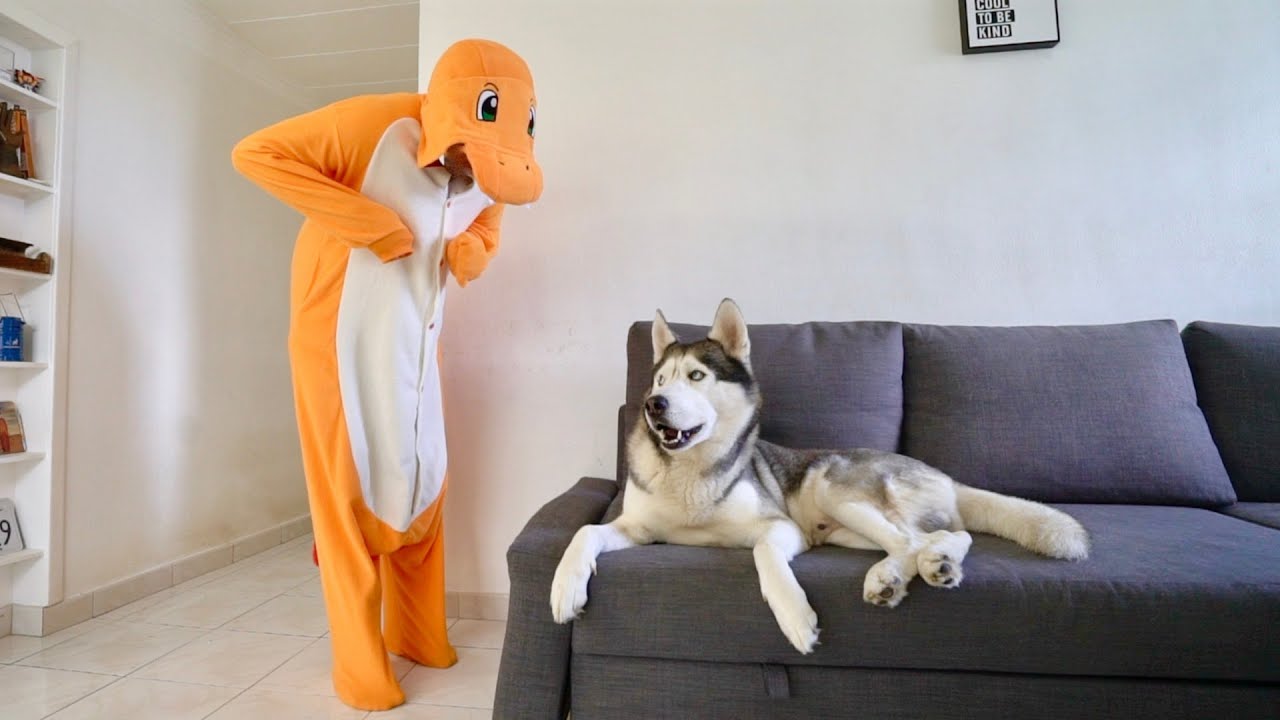 Dressing up as my dog's favorite Pokemon! - YouTube