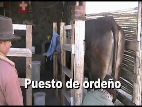 ESTABLO PILOTO PROLECHE - YouTube