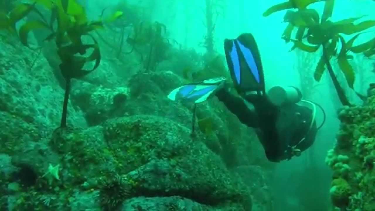 Diving Point Lobos a World Below 0' - YouTube