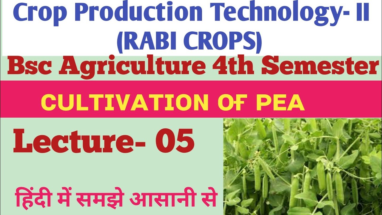 Cultivation Of Pea | मटर की खेती/ Crop production Technology- II( Rabi ...