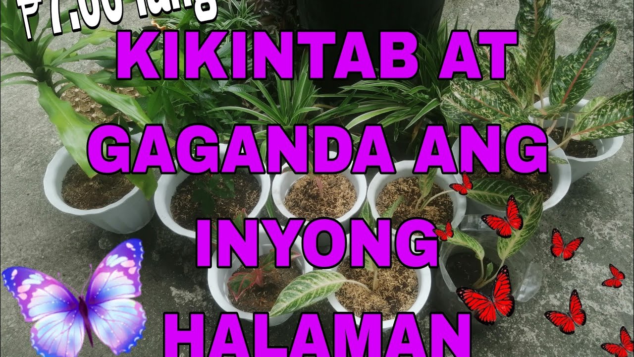 ANO ANG PAMPAKINTAB NG DAHON NG ATING MGA HALAMAN? /VERY USEFUL TIPS ...