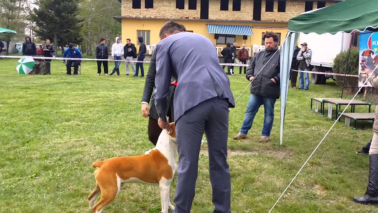 PANNONIA AMSTAFF SHOW 2014- FALKON WARRIOR OF DUTY - 9- 12 class - YouTube