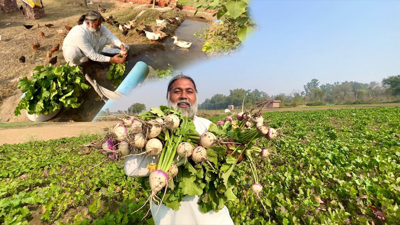 Shalgam Palak Recipe | Turnip And Spinach Recipe | Healthy And Organic ...