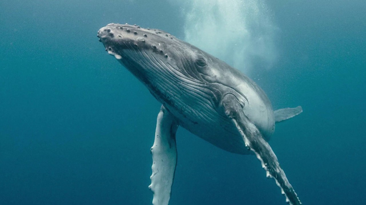 The Most Brave Animals That Saved People's Lives - YouTube