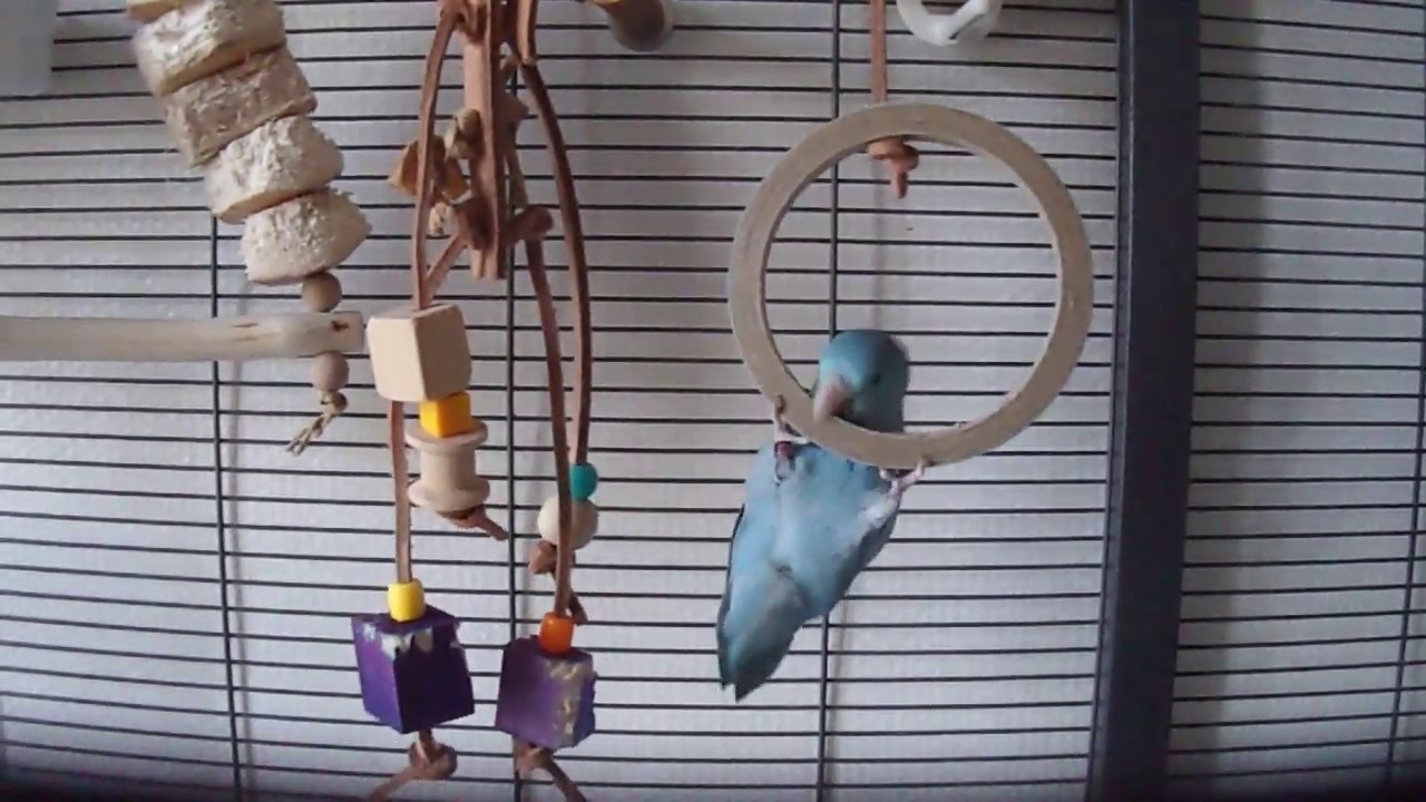 Toui celeste,perruche moineau,pacific parrotlet,forpus coelestis - YouTube