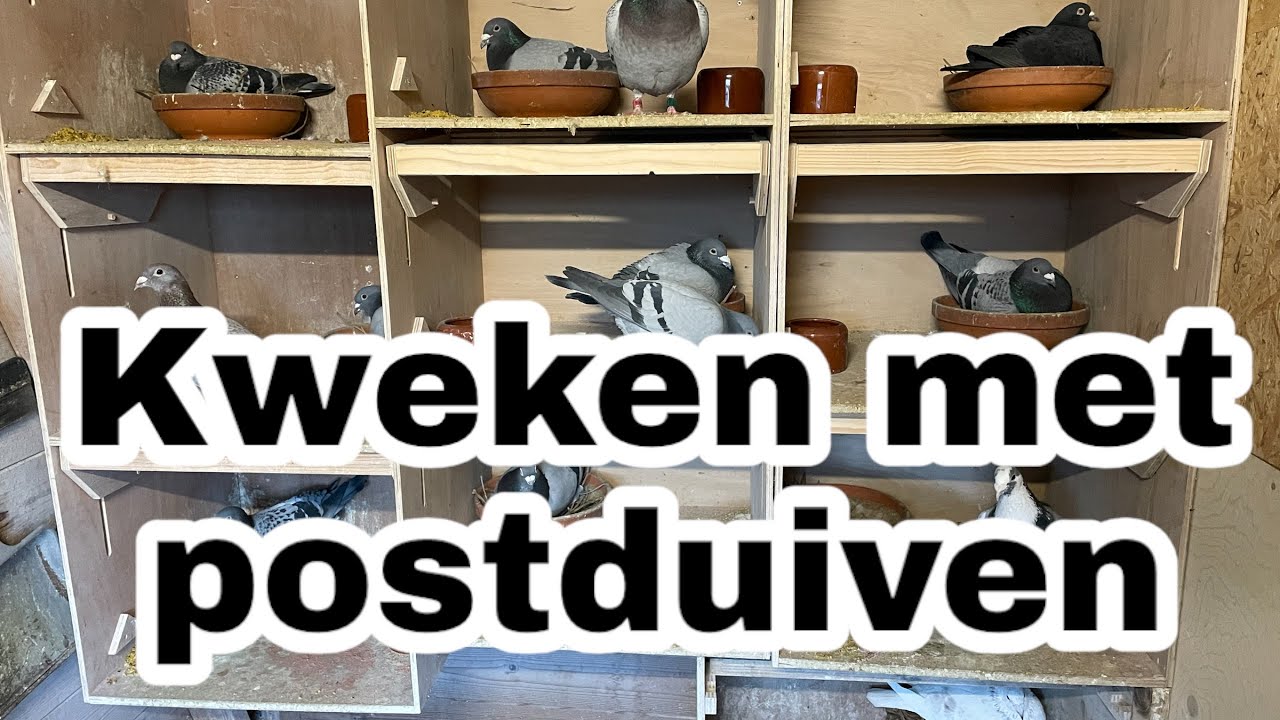 Kweken met Postduiven | Eieren controleren | Kweekseizoen 2024 ...