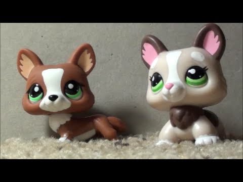 My Littlest Pet Shop CORGI Collection - YouTube