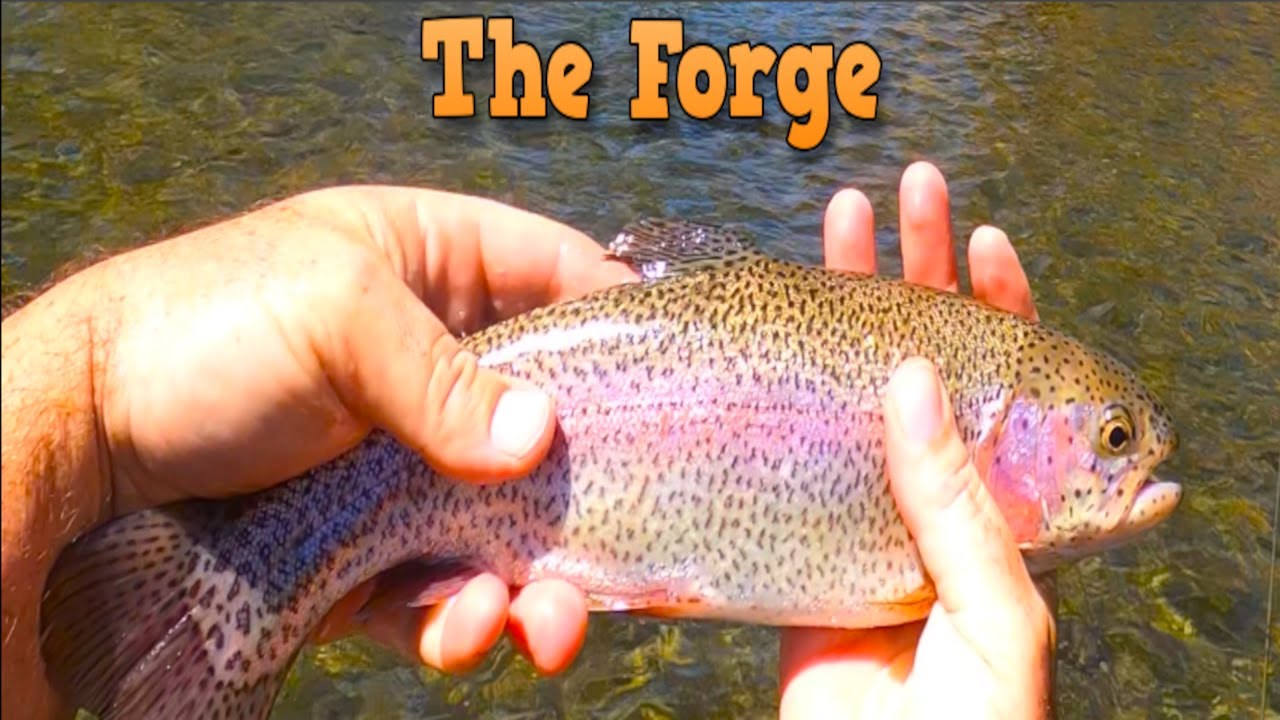 Pigeon Forge Fly Fishing Dry Flies - YouTube