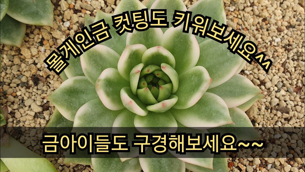2월 2일 행복이금몰게인금 등 예쁜 아이들 구경해보세요 다육 다육이금 다육이 다육식물 다육이키우기 금다육