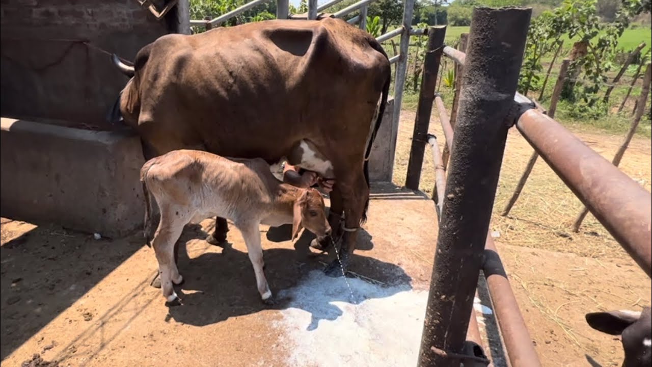 Cómo Amánzar para ordeño una novilla recién parida - YouTube