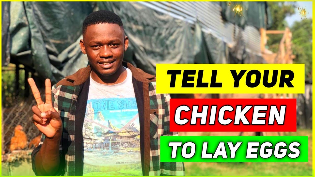 How To Make Your Hen Lay Many Eggs - YouTube