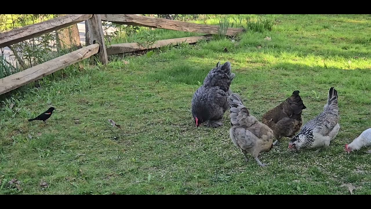 ~My chickens are eating all the bird seed! #backyardchickens # ...