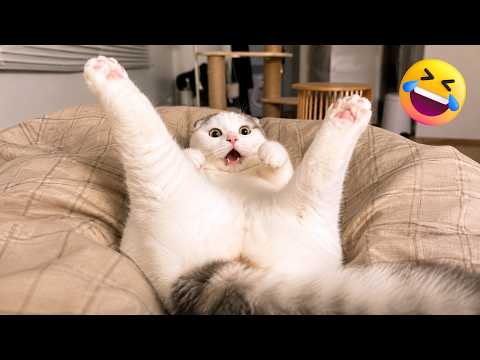 笑うなチャレンジ😹 爆笑犬猫動画まとめ2026 🐶🐱 #6