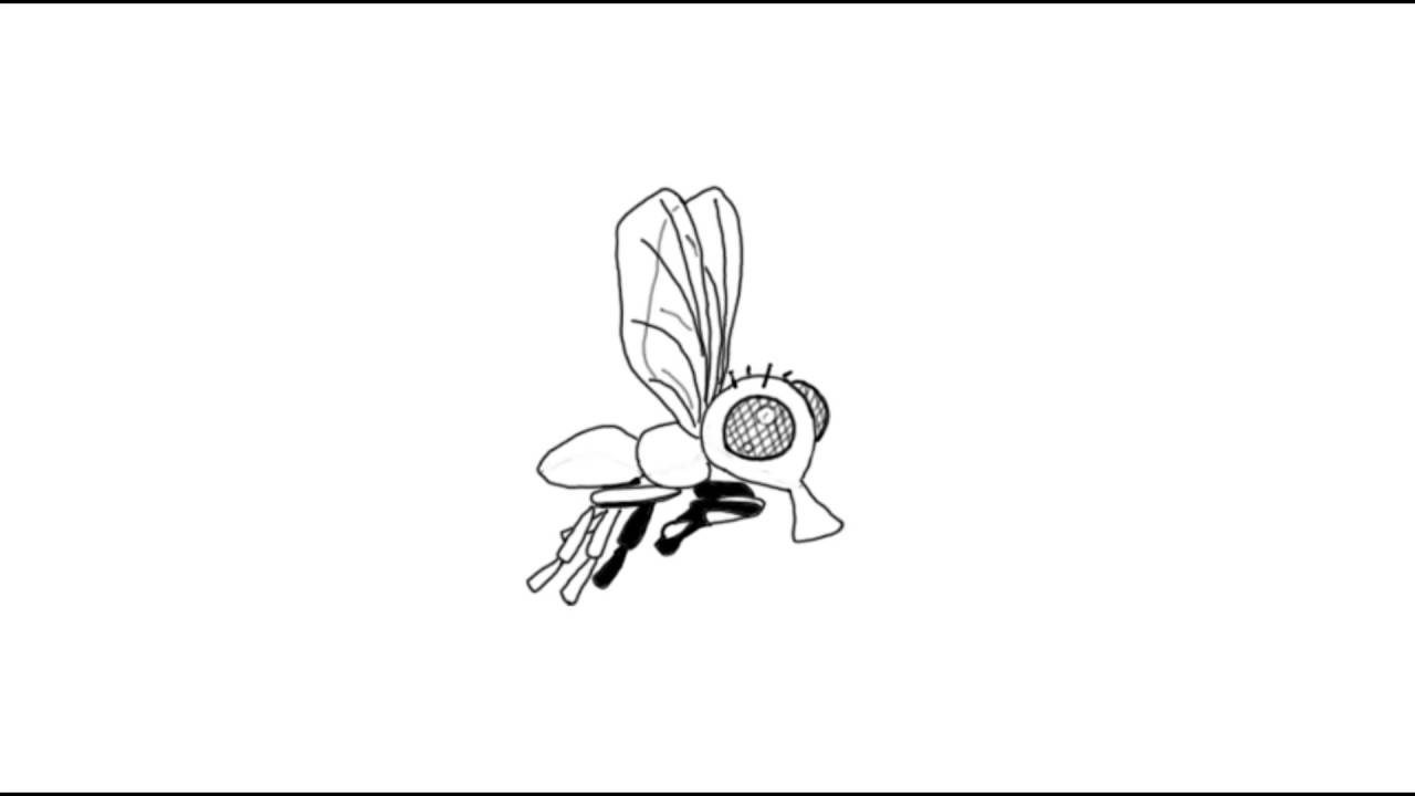 Animation fliegende Fliege mit Anime Studio Pro und Adobe Photoshop ...