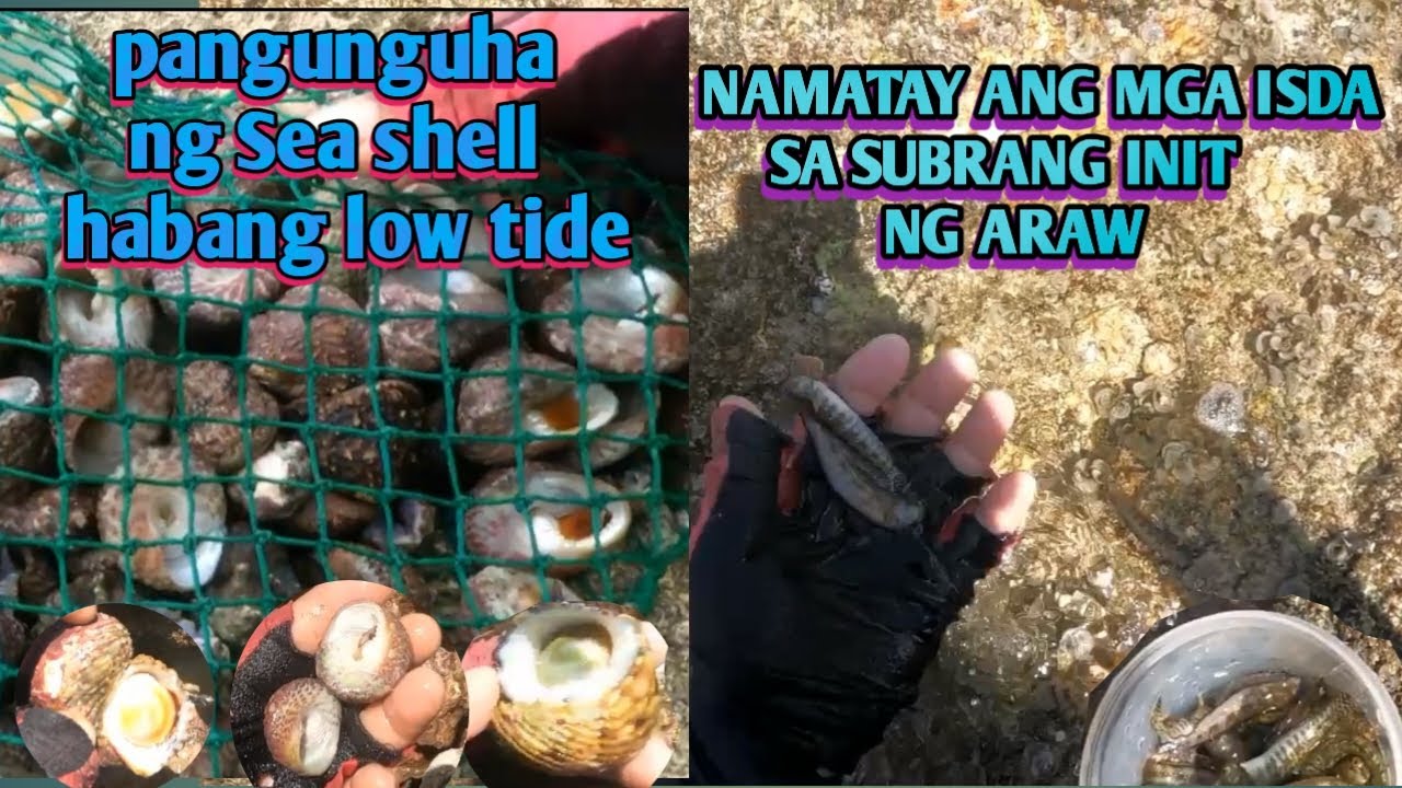 PANGUNGUHA NG SEA SHELL HABANG LOW TIDE, NAMATAY ANG MGA ISDA SA ...