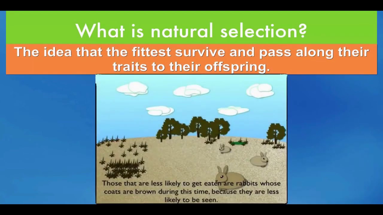 CC Cycle 3 Science Week 24 Natural Selection - YouTube