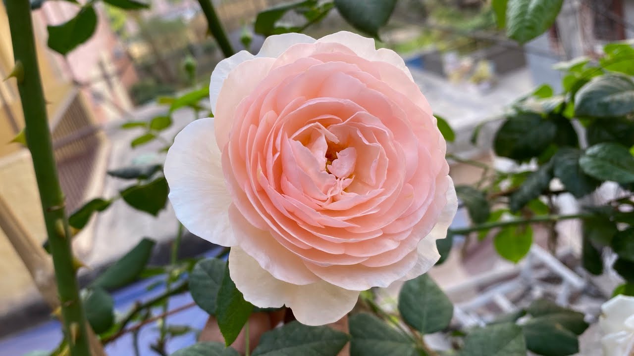 David Austin Rose || Heritage, Autumn-Spring - YouTube