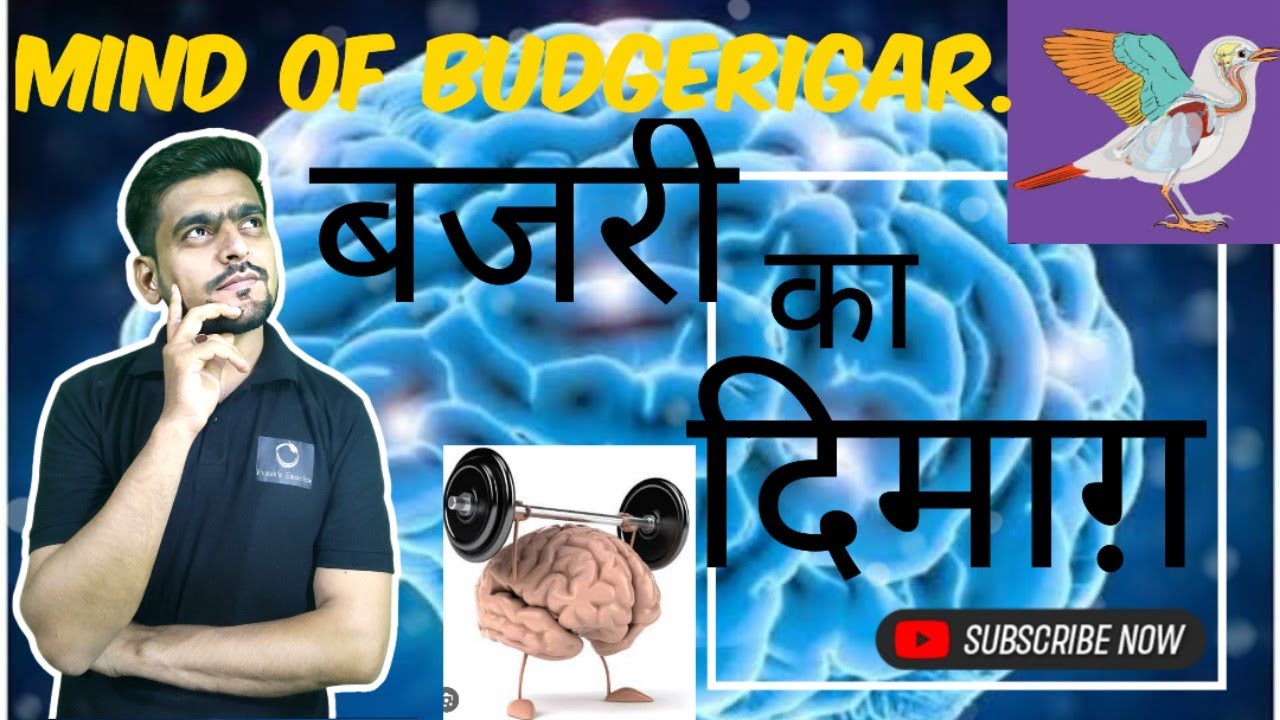 BAJARI KA DIMAAG 🧠🧠🧠🤯 || MIND OF BUDGERIGAR.... - YouTube