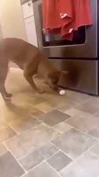 dog slips on egg - YouTube