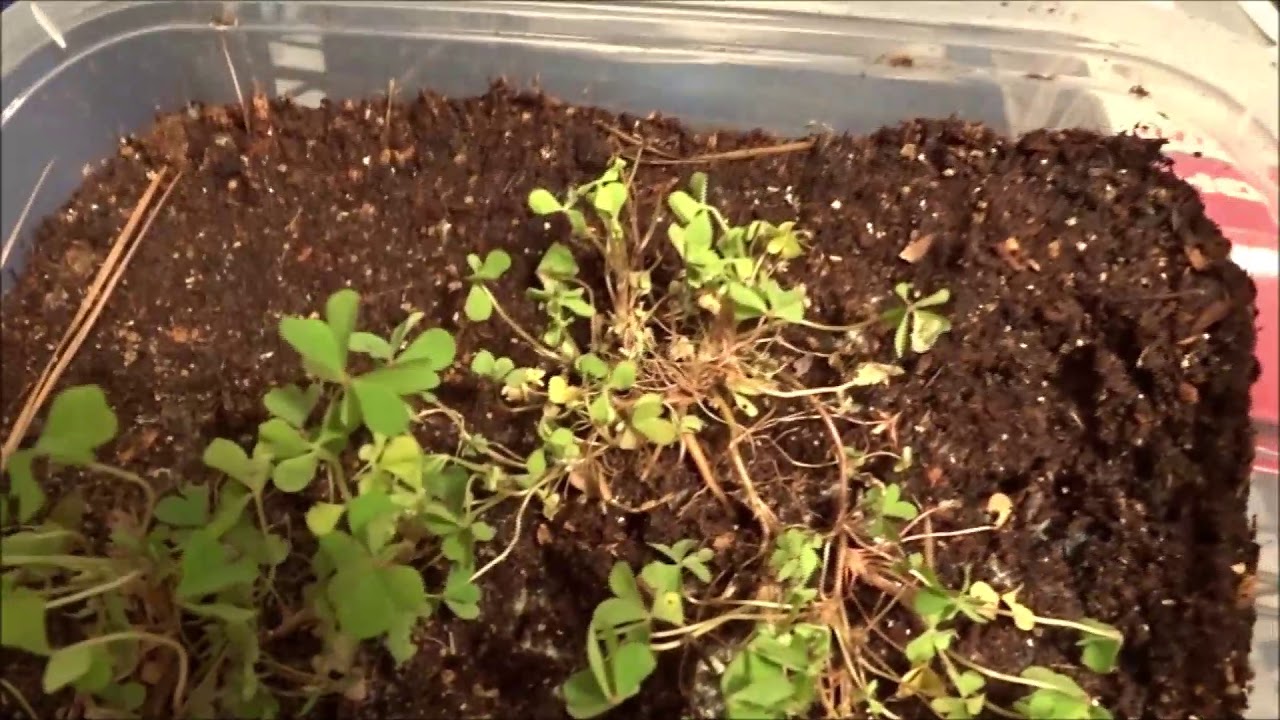 Isopod & Vivarium Rack - YouTube