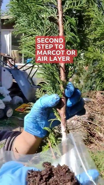 Part 2: how to air layer arborvitae | how to air layer a tree branch | how to air layer trees ...