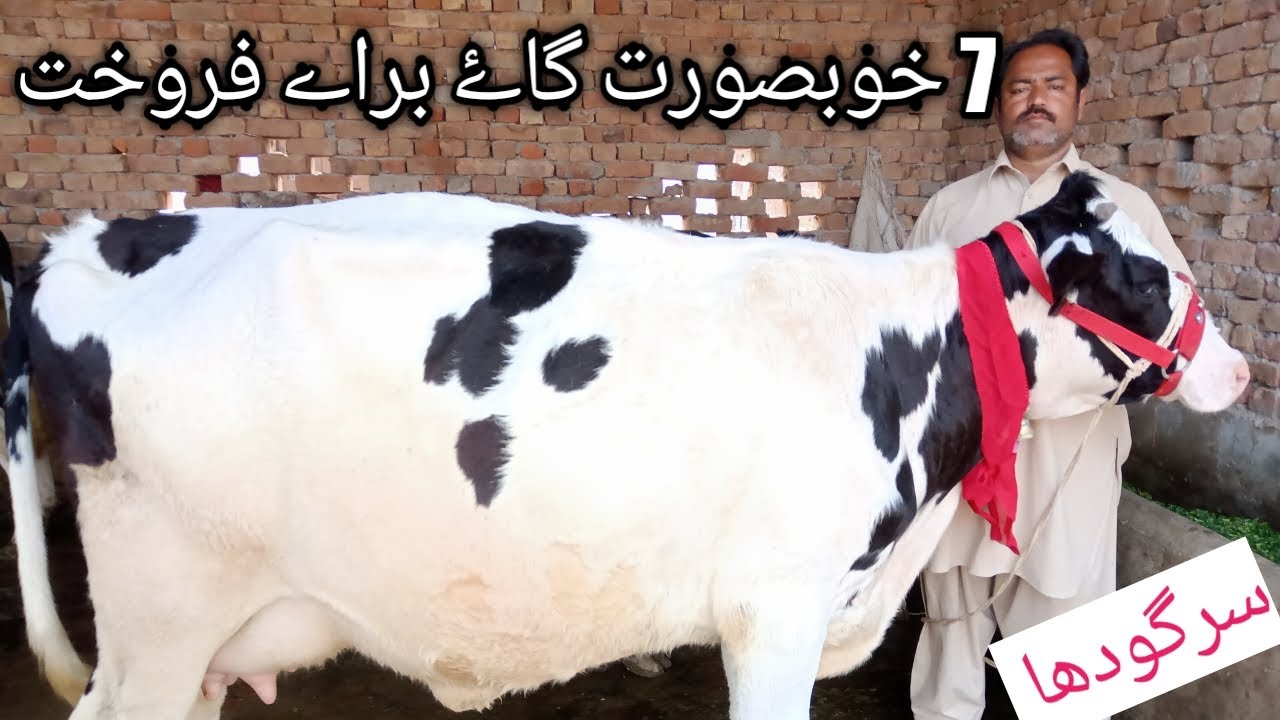 7 Top quality Hf cows with lower prices for sale | jani best farming ...