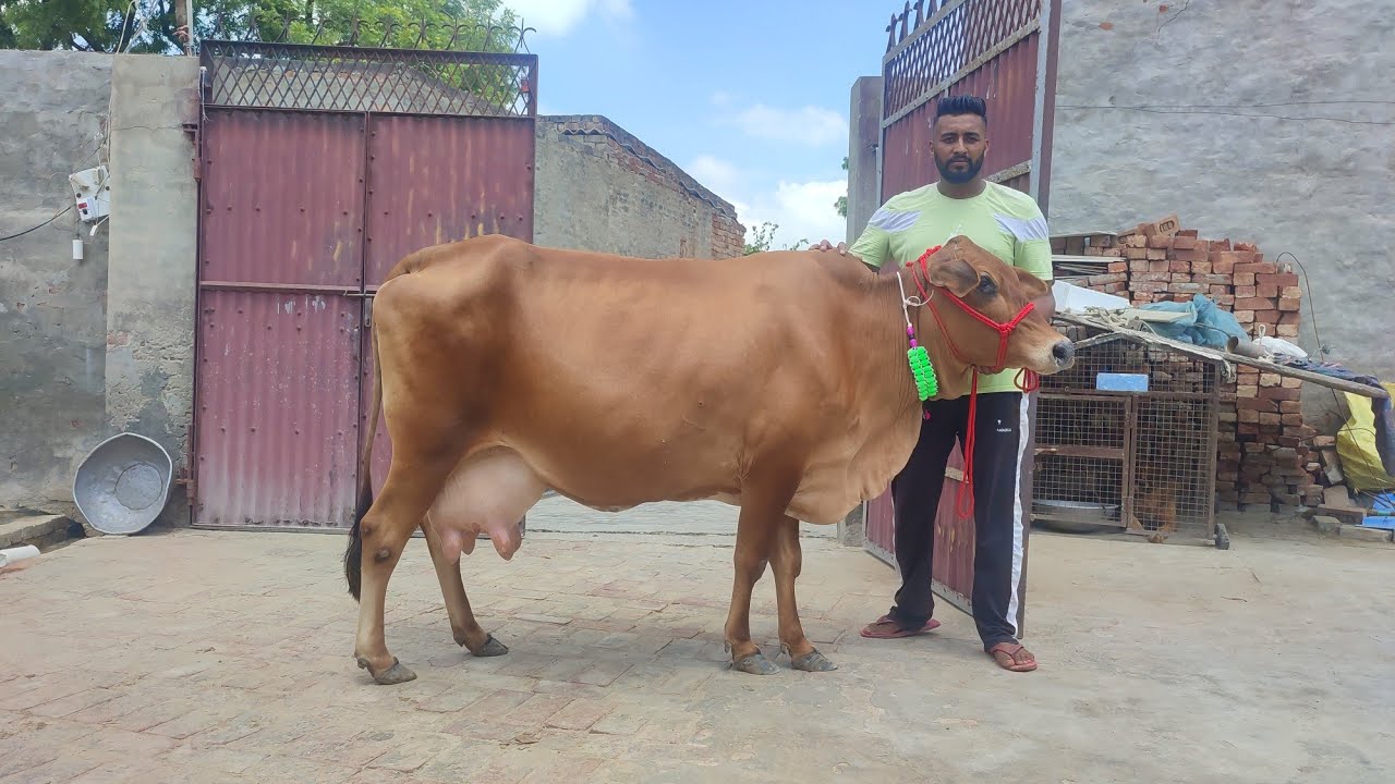 One Cow for sale, ਚੰਗੀ ਗਾਂ ਵਿਕਾਊ - YouTube