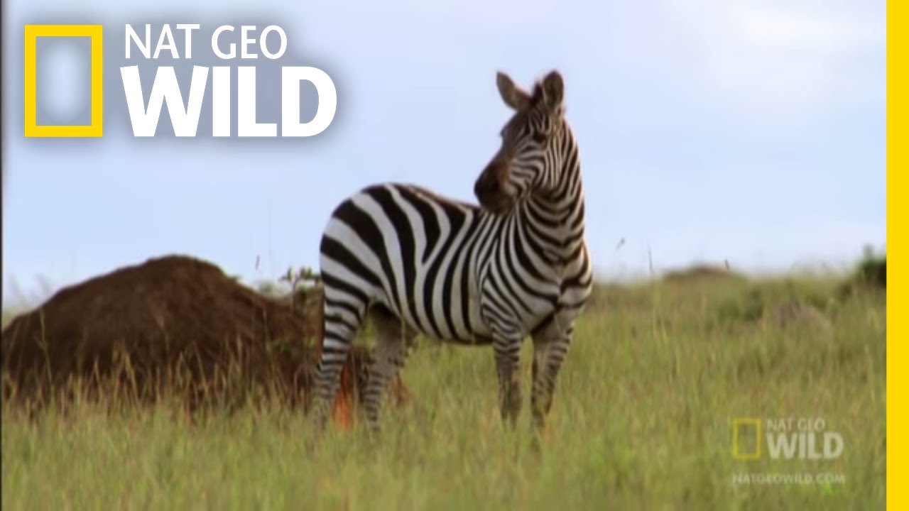 The Great Warthog Escape | Nat Geo Wild - YouTube