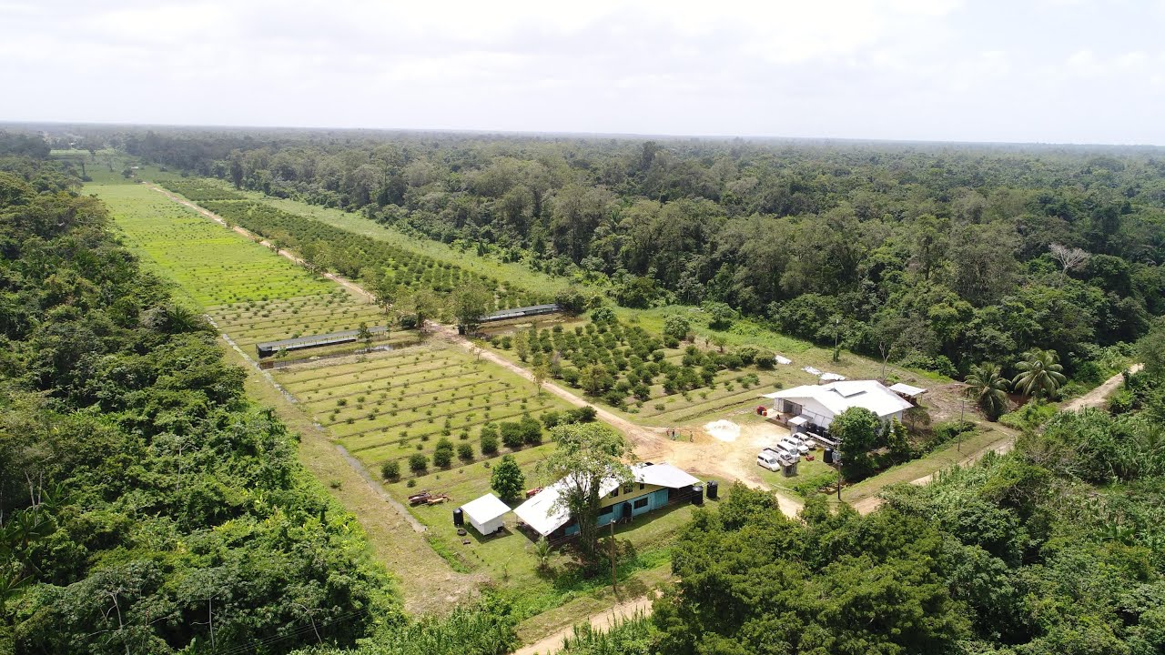Organic Acerola - Swisssur / LAL Farms Plantation, Suriname - YouTube