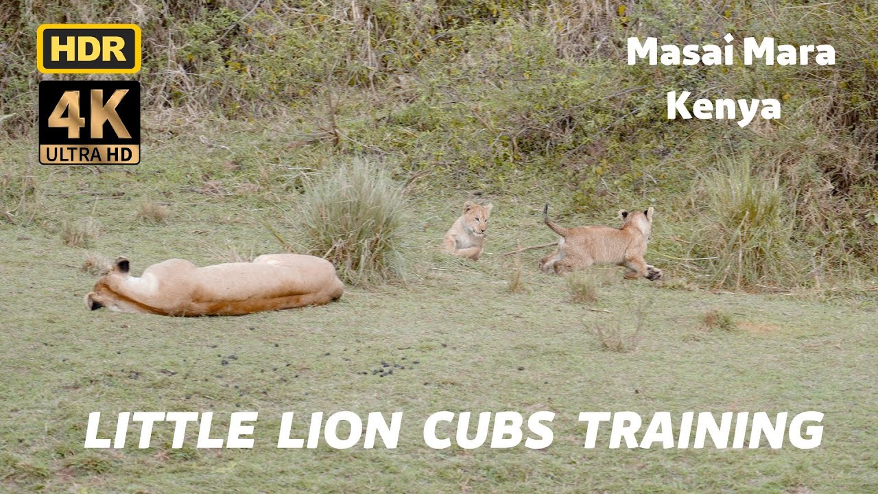 Three live lion cubs practice hunting skills with each other. Masai ...