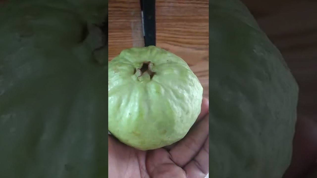 jambu red diamond merah gaes - YouTube