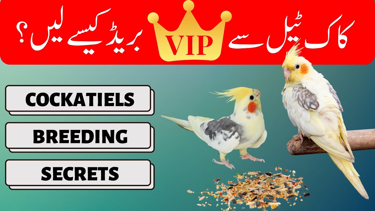How to Take a VIP Breed from Cockatiels Birds | Tips for Successful ...