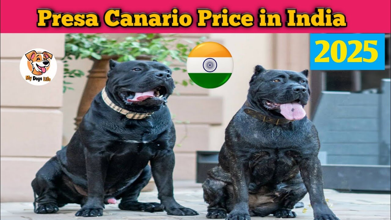 Presa Canario Price in India 2025 || Presa Canario Dog Price And ...
