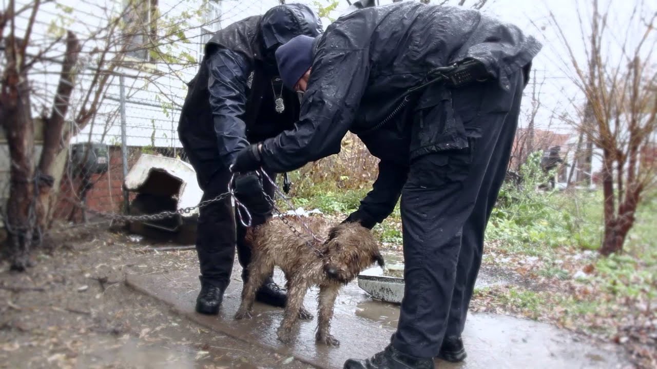 MHS Cruelty Investigation and Animal Rescue - YouTube