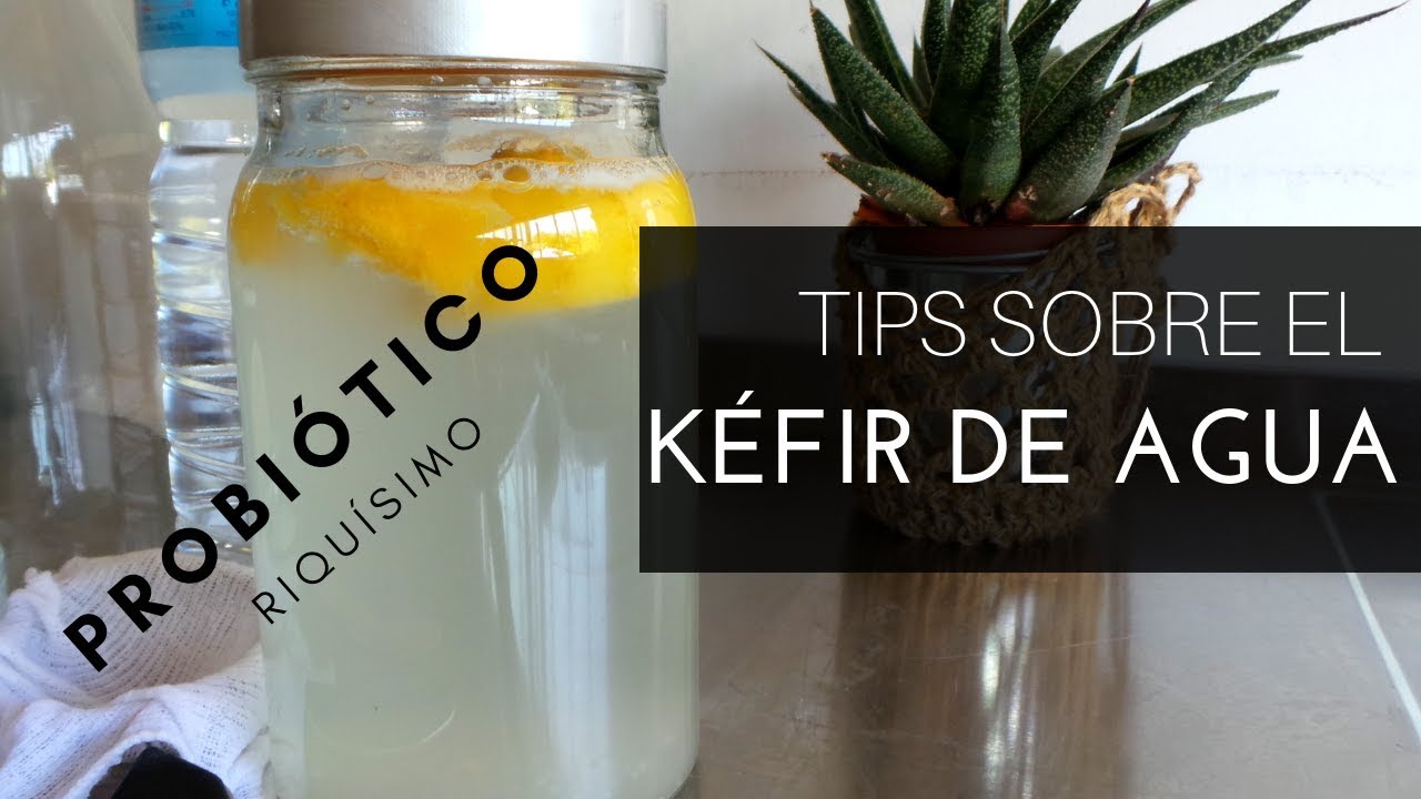 KEFIR DE AGUA (Bulgaros) (TE CONTAMOS TODO SOBRE ESTE PROBIOTICO ...