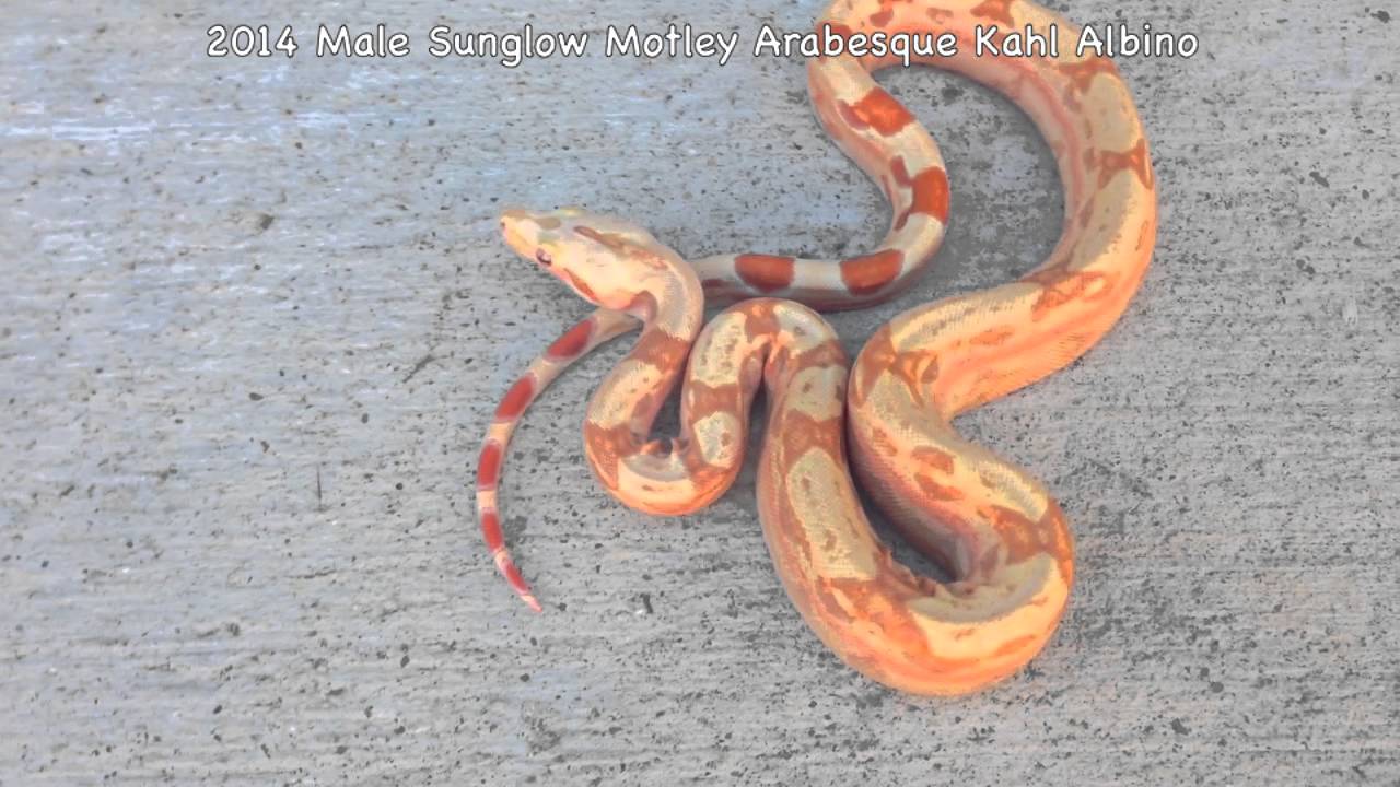 2014 Male Sunglow Motley Arabesque Kahl Albino - YouTube