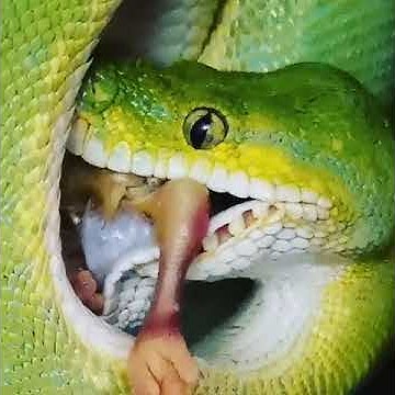 Morelia viridis Jayapyra /Green tree python /😍😍😍 eating chicken - YouTube