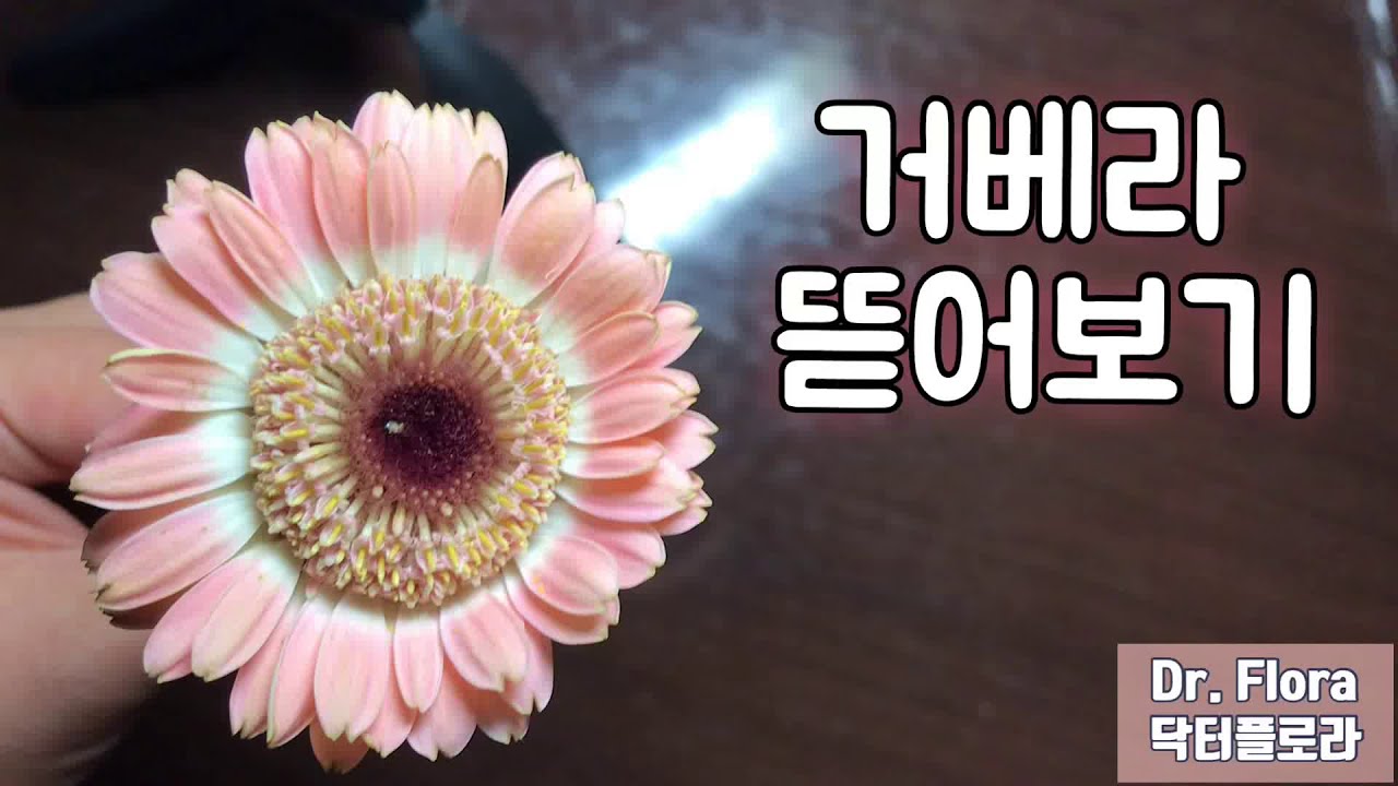 거베라 뜯어보기 꽃분해 Flower Gerbera disassemble anatomy - YouTube