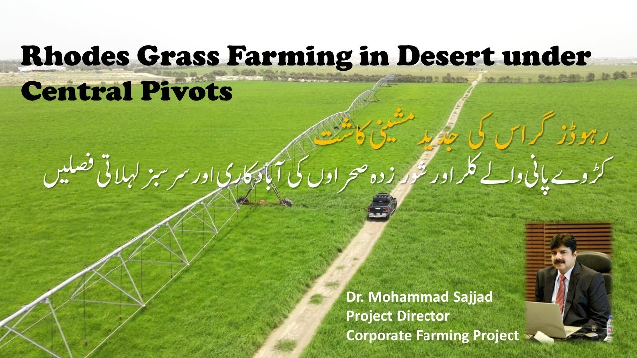 Rhodes Grass Farming Under Central Pivots Irrigation || Corporate ...