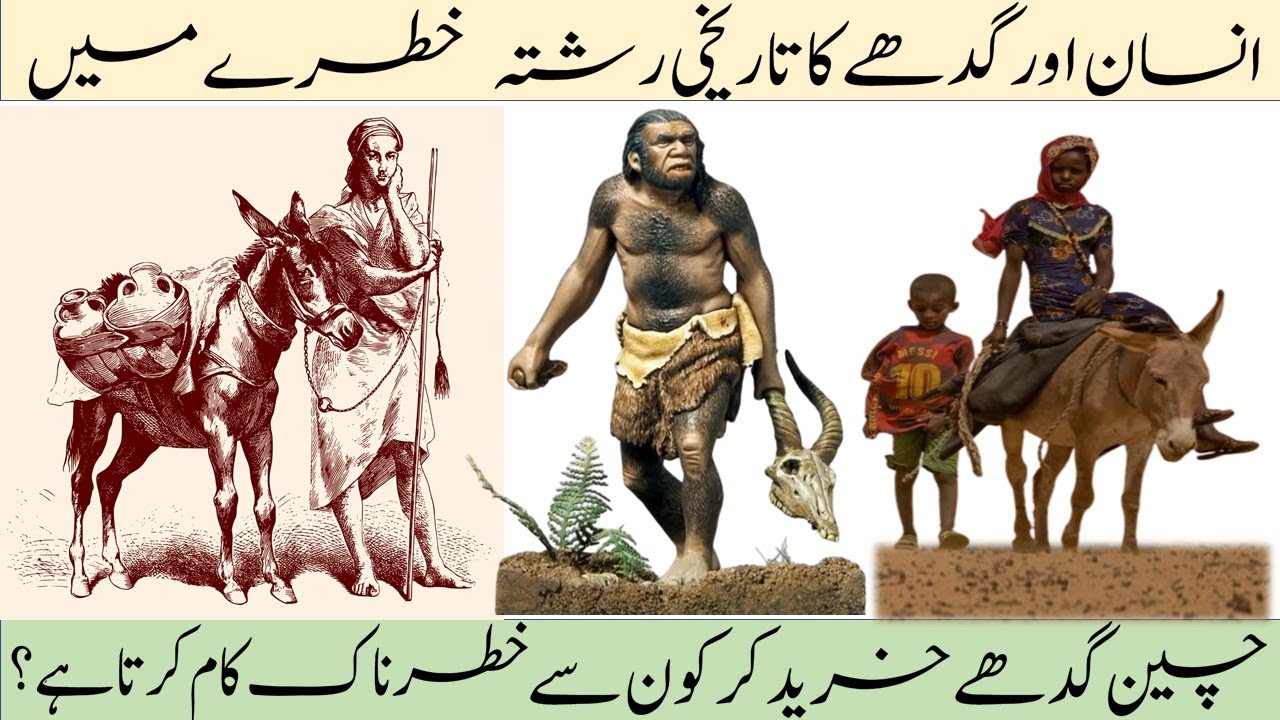Facts About Donkey In Hindi/Urdu | Information About Donkey ...