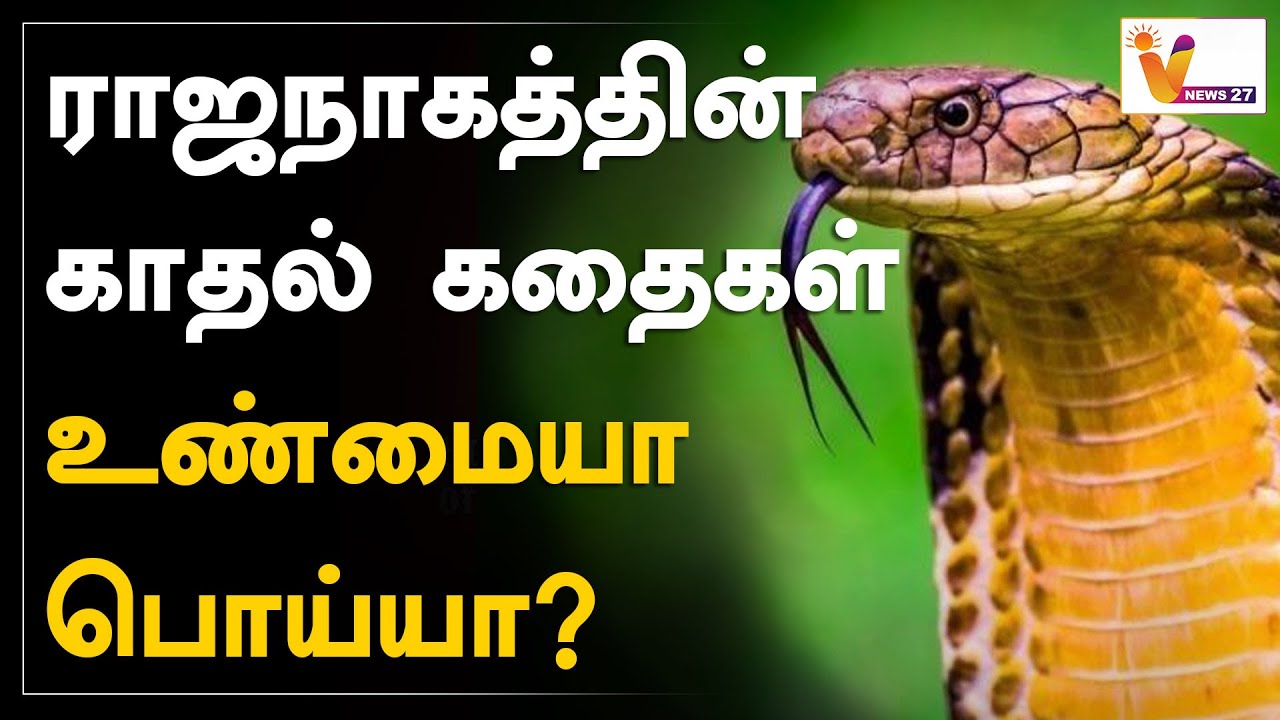 ராஜநாகத்தின் காதல் கதைகள் - உண்மையா பொய்யா? | Raja Nagam | Snake | King ...