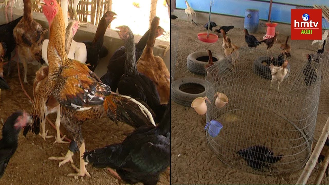 క్రాసింగ్ విధానంలో ప్రత్యేక పద్ధతి | Cross-Breeding System In Poultry ...