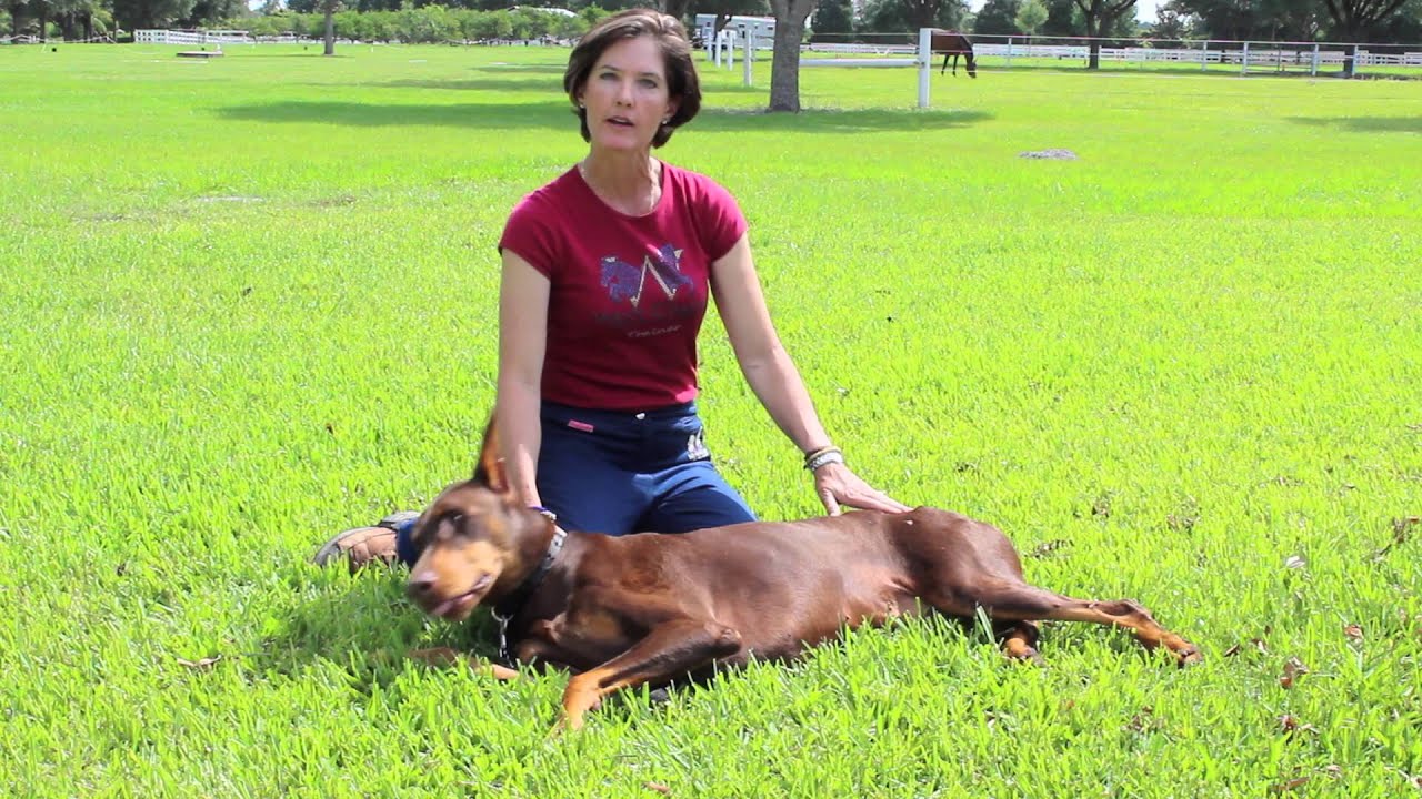 Anne Winograd using Tough Seal on her Doberman - YouTube
