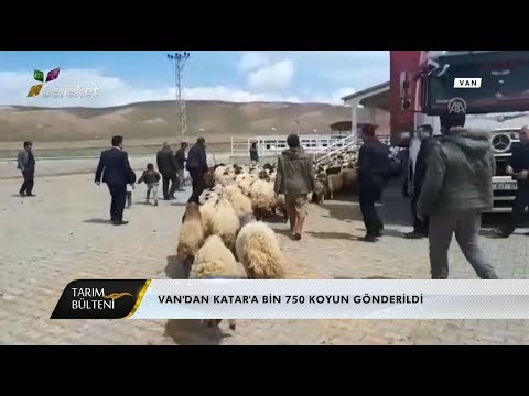 Van'dan Katar'a Bin 750 Koyun Gönderildi