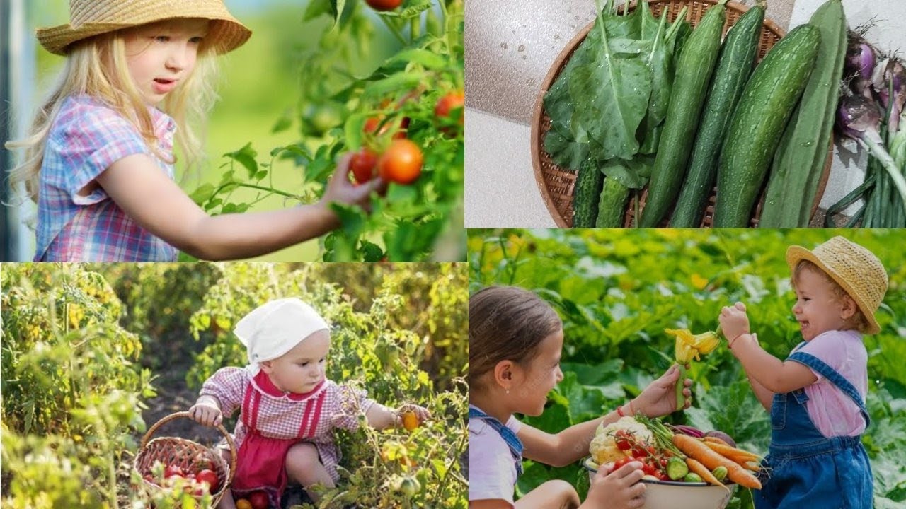kids harvesting fresh vegetables #first harvesting fresh vegetables # ...