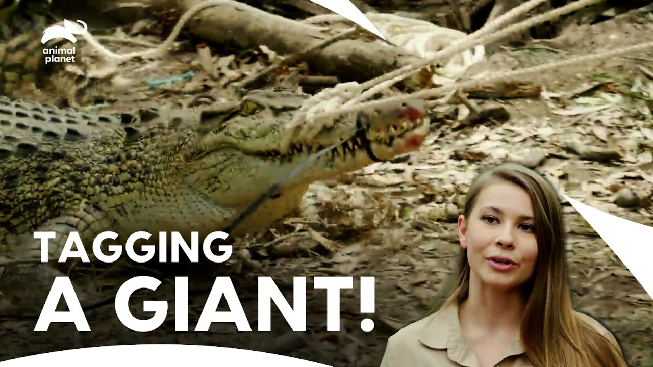 Irwins Team Capture GIANT 9-FOOT Crocodile in Murky Waters | Crikey! It ...