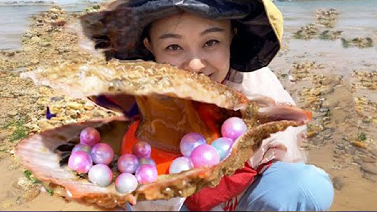 Scallops & Huge scallops appear on the beach! there are many pearls ...